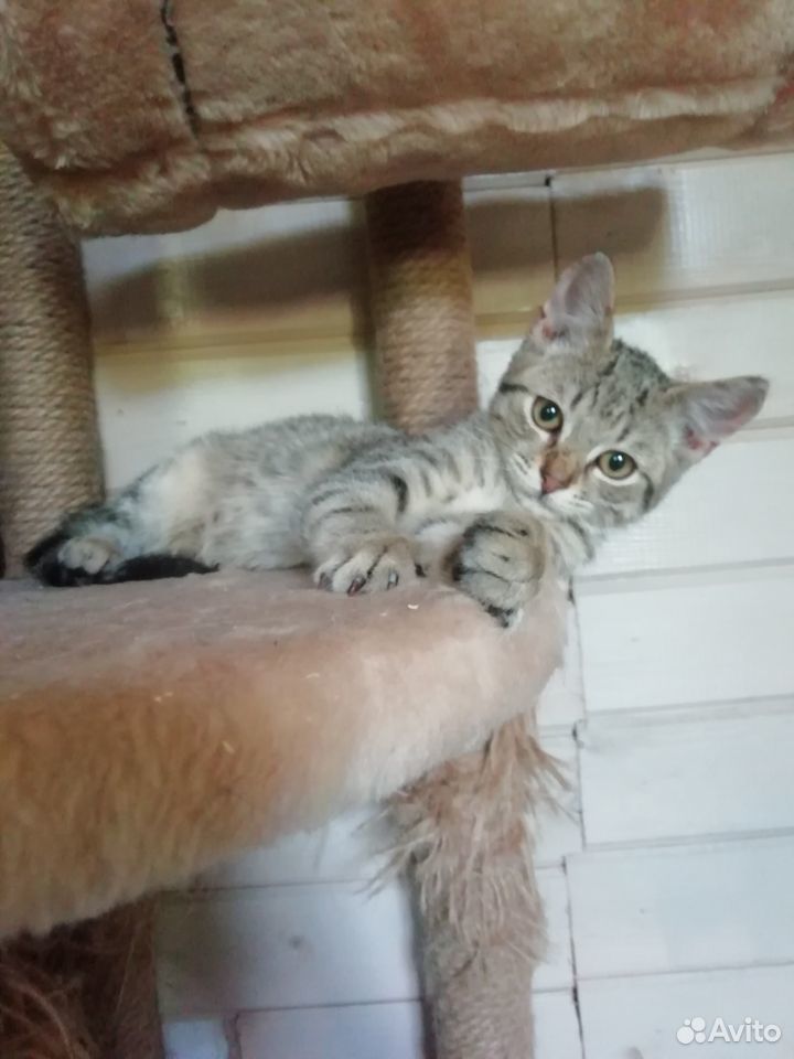 Котенок малыш Рысек очень хочет домой