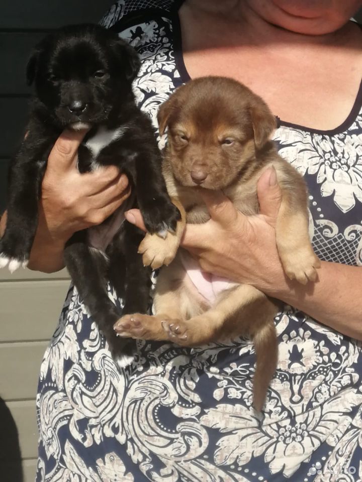 Щенки в добрые руки