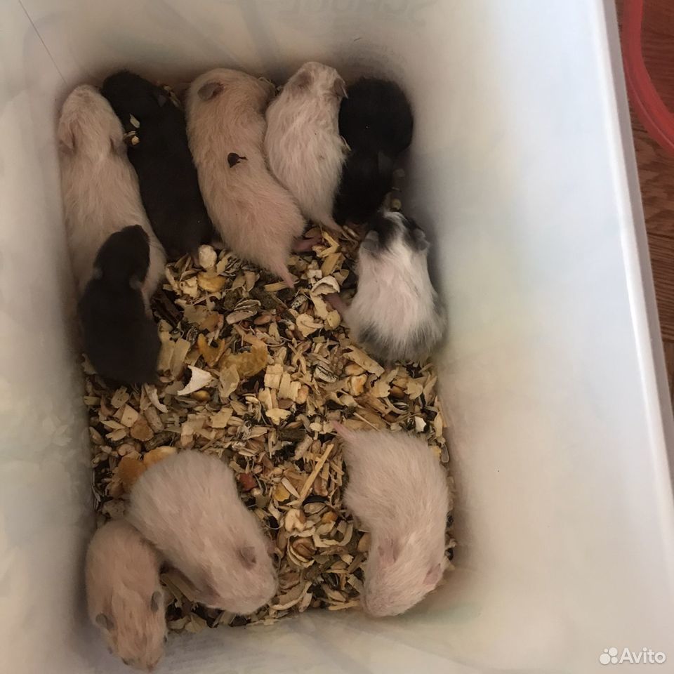 Хомячки сирийские