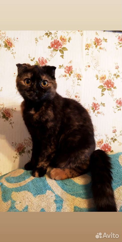 Шотландская кошечка 10 мес