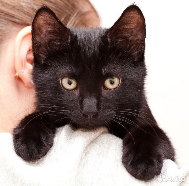 Котенок черный в дар