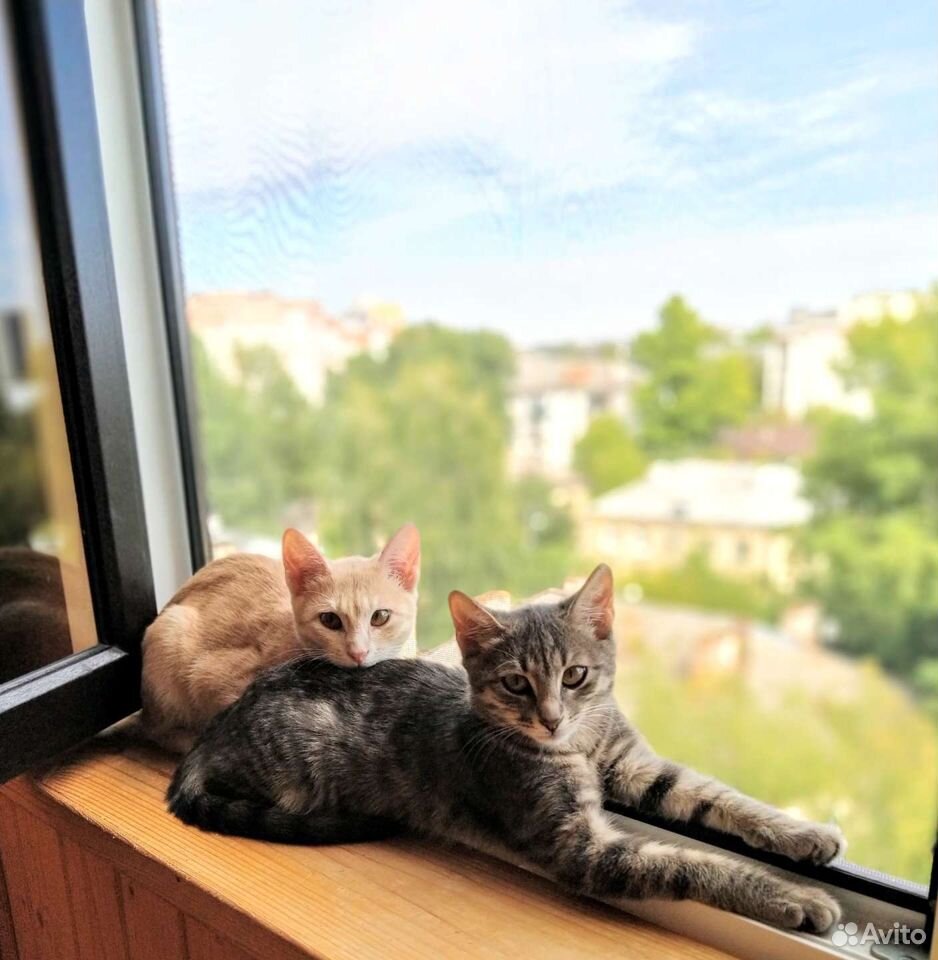 Котята 4 месяца