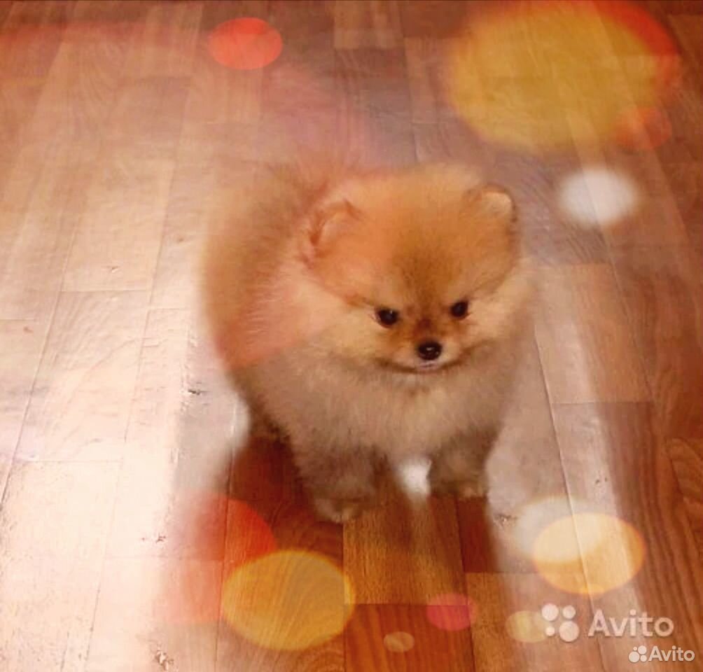 Шпицы медвежата