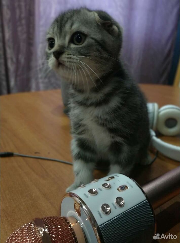 Котята шотландцы вислоухие