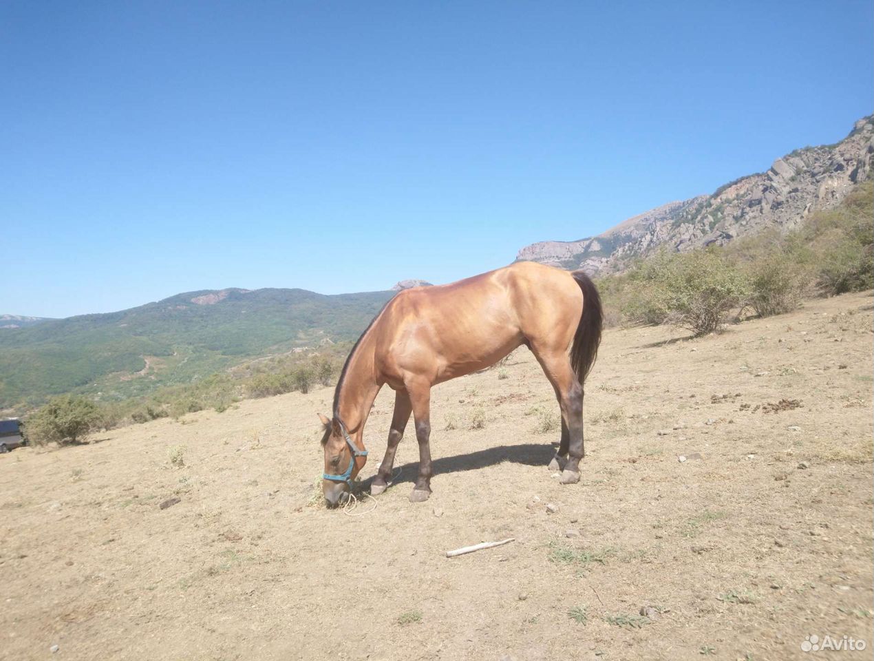 Конь, мерин