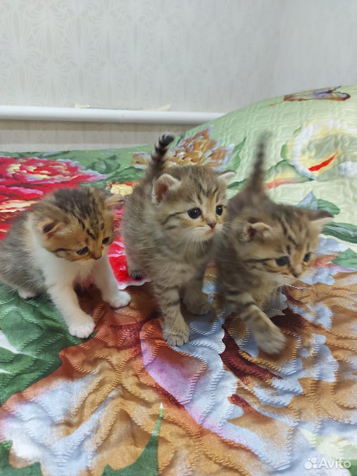 Котята Шотландцы