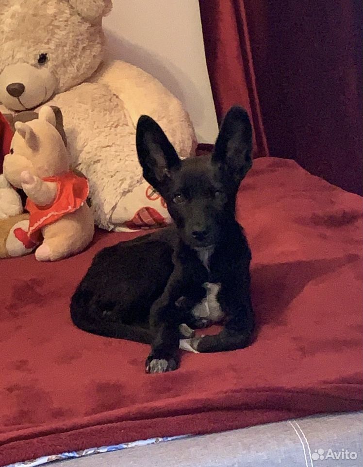 Двортерьер