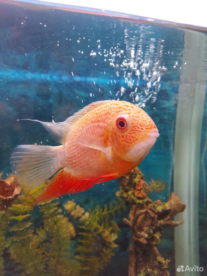 Рыба Цизлозома Северум золотая