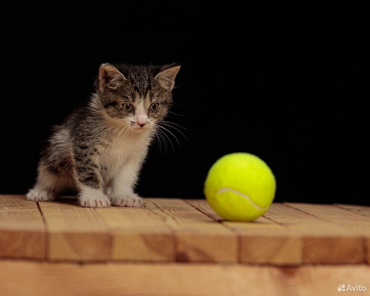 Котенок мальчик 1 месяц