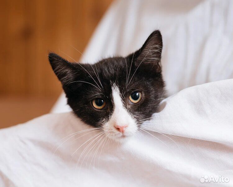 Котишка 3,5 месяца ищет маму и папу