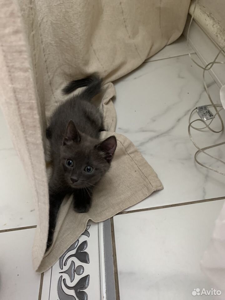 Котенок