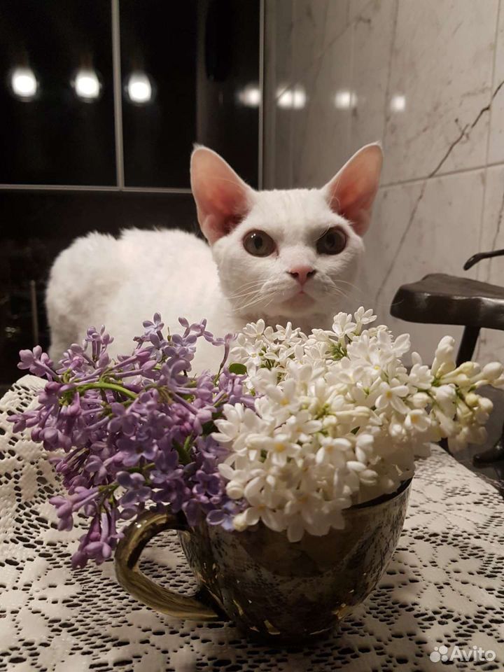 Кот девон рекс