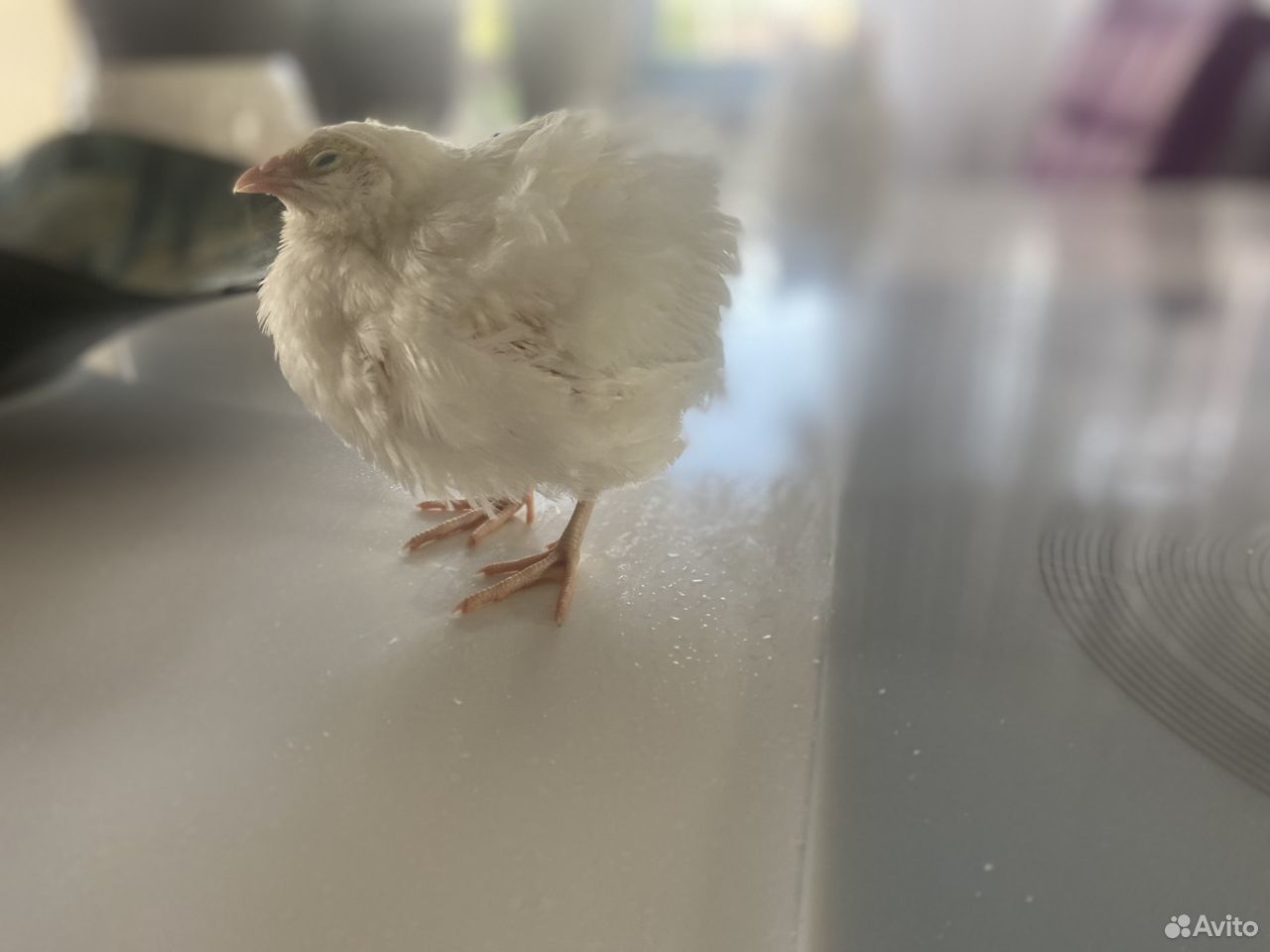 Перепела. Чистопородные: техасский, фараон, феникс