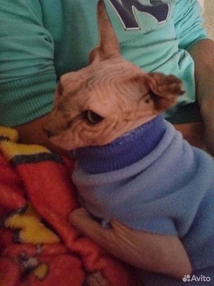 Сфинкс в добрые руки