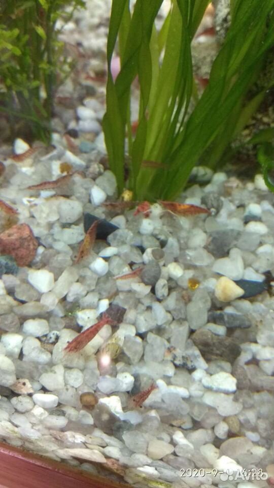 Криветки аквариумные -Вишенки