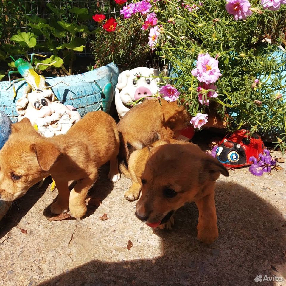 В добрые руки