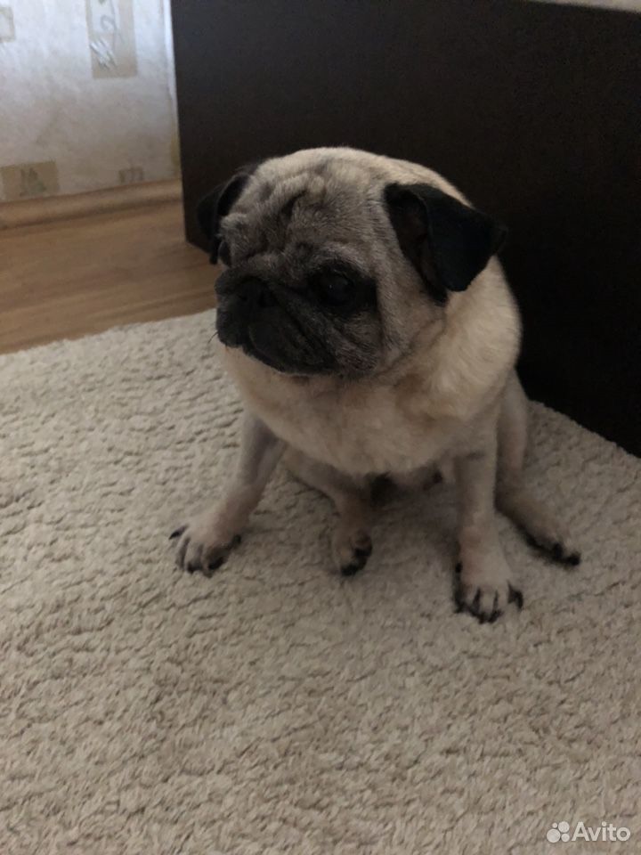 Мопс