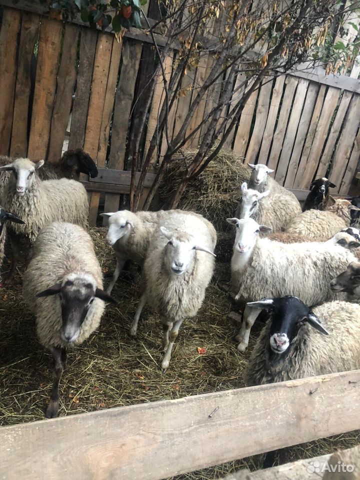Овцы бараны