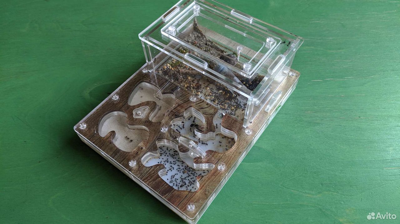 Муравьиная ферма формикарий