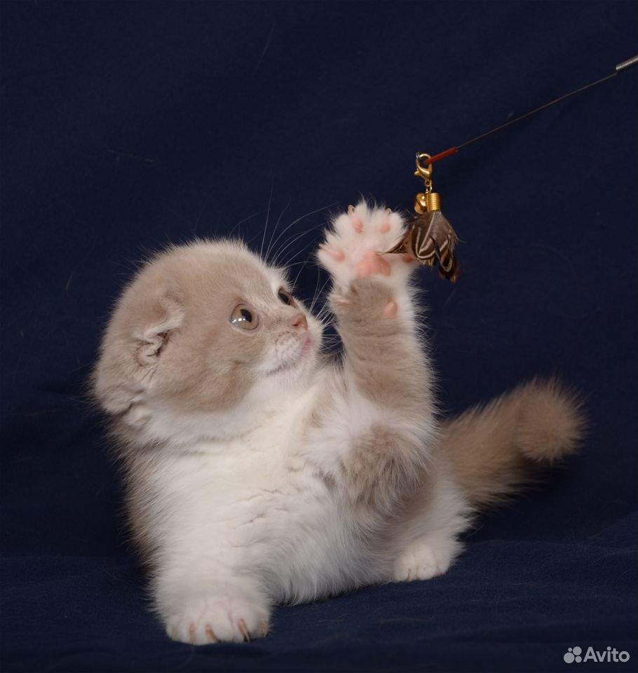 Девочка окраса фавн