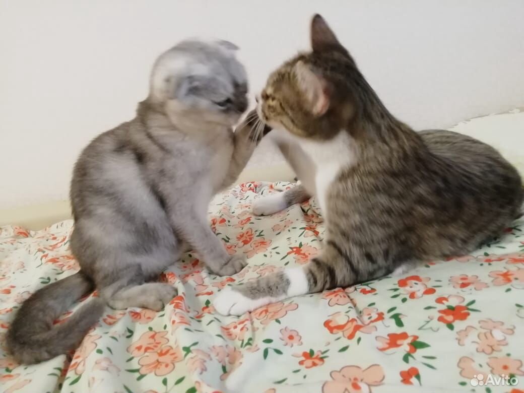 Анфиса и Нора