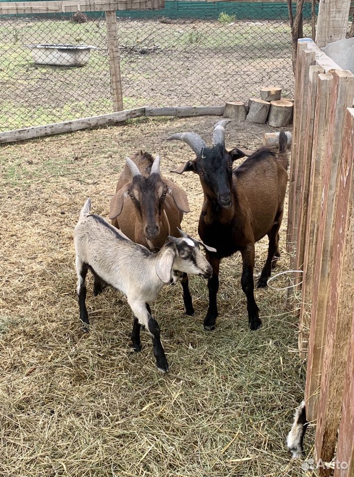 Продам семью коз