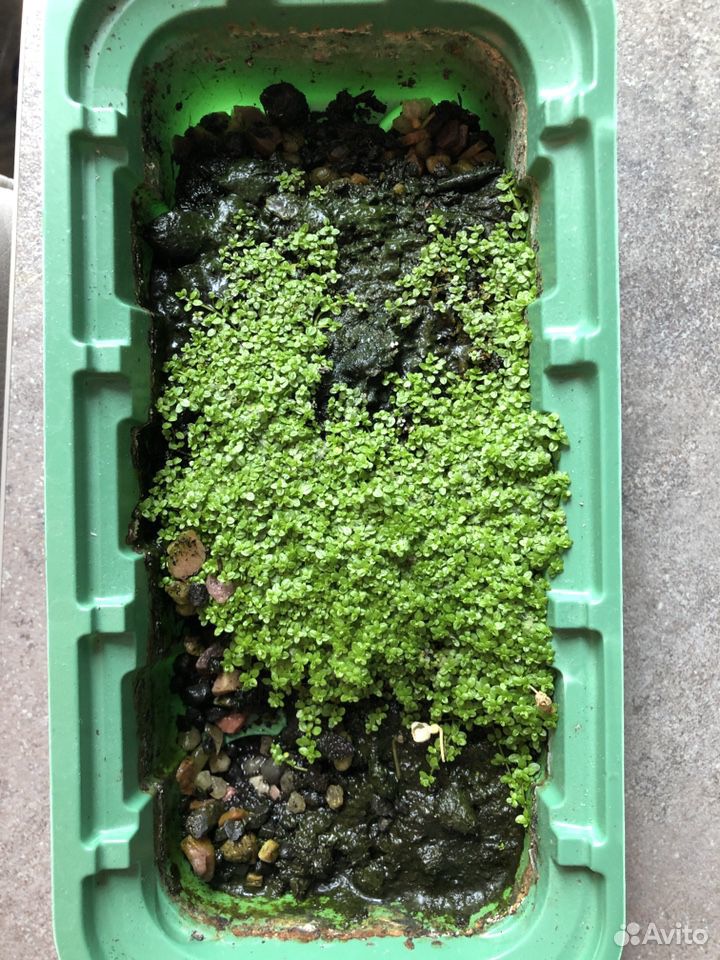 Хемиантус куба