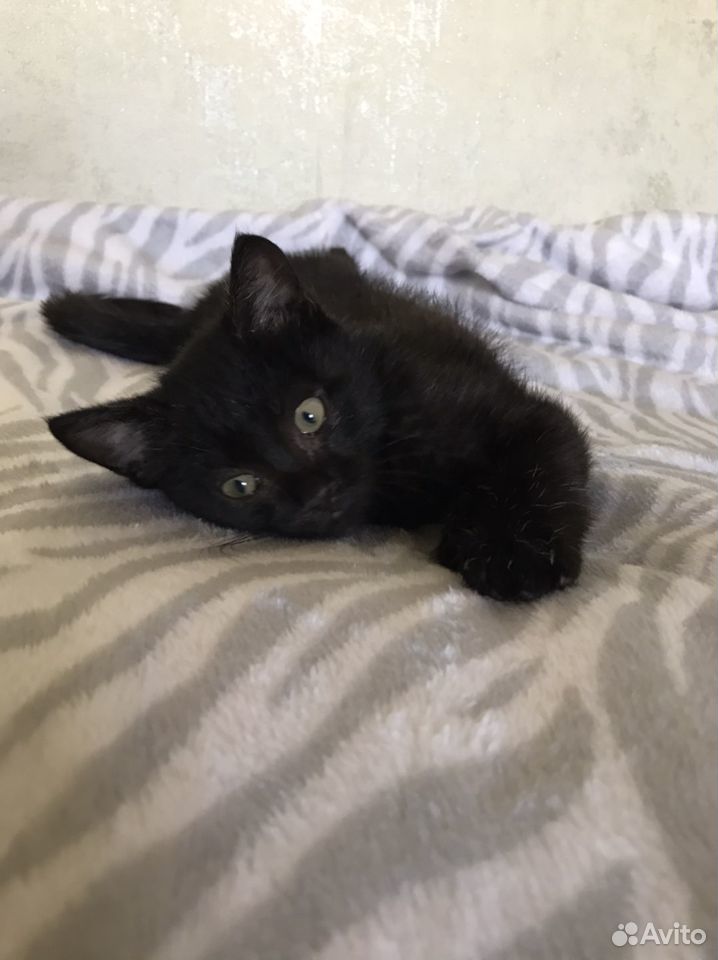 Чёрный котик