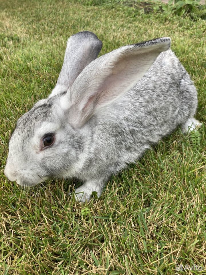 Кролик Шиншилла