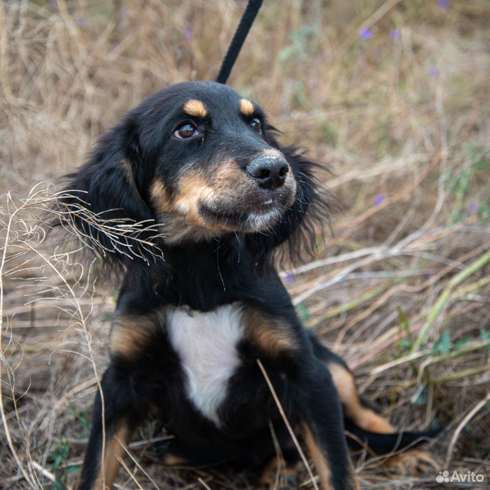 Щенок мальчик в добрые руки