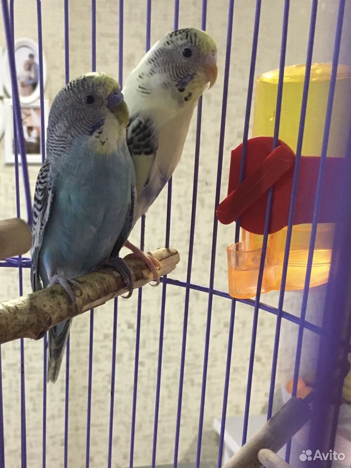 Волнистые попугаи с домиком