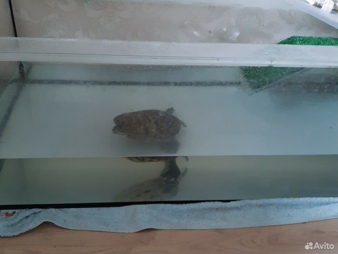 Отдам красноухую черепаху и большой аквариум