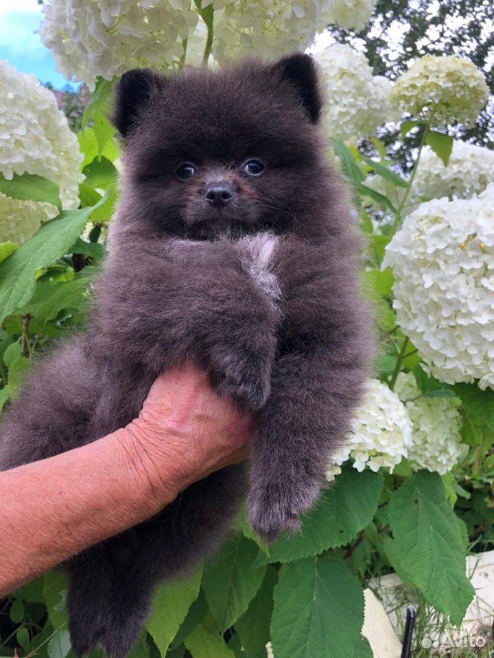 Померанский шпиц Голубая Лагуна