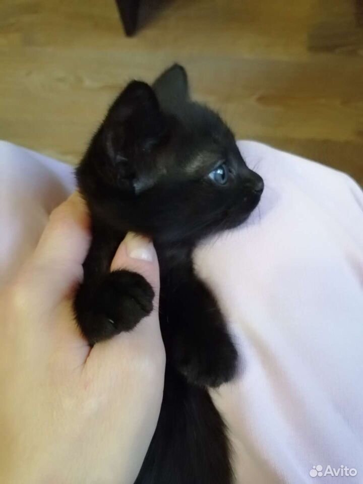Котёнок девочка в добрые руки