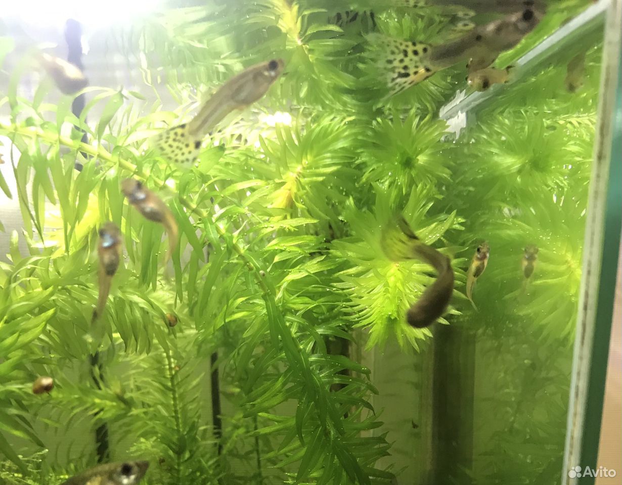 Гуппи подростки