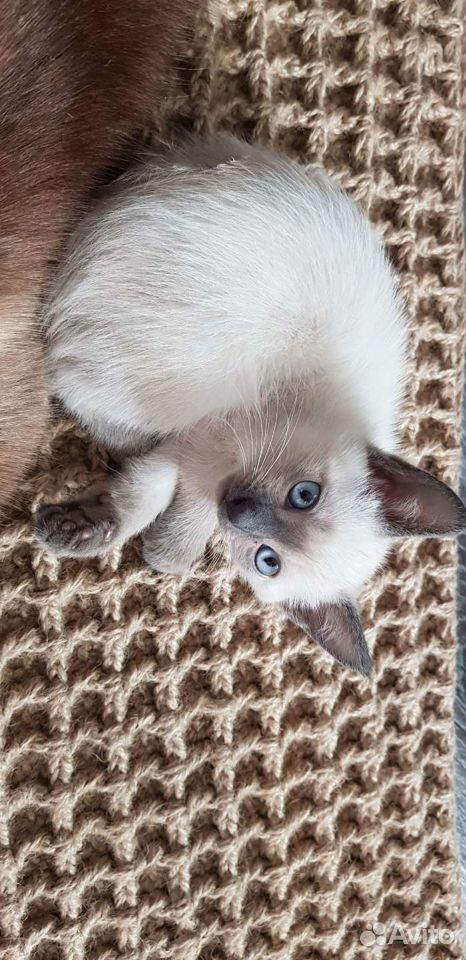 Тайская кошечка