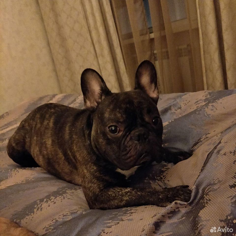 Француз ищет пару