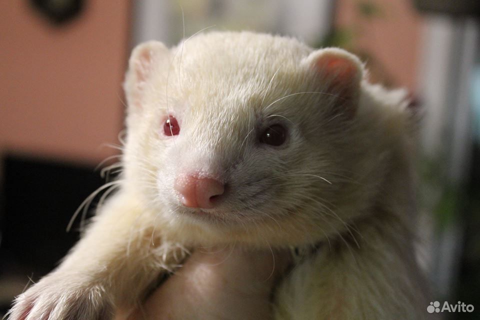 Хорек альбинос