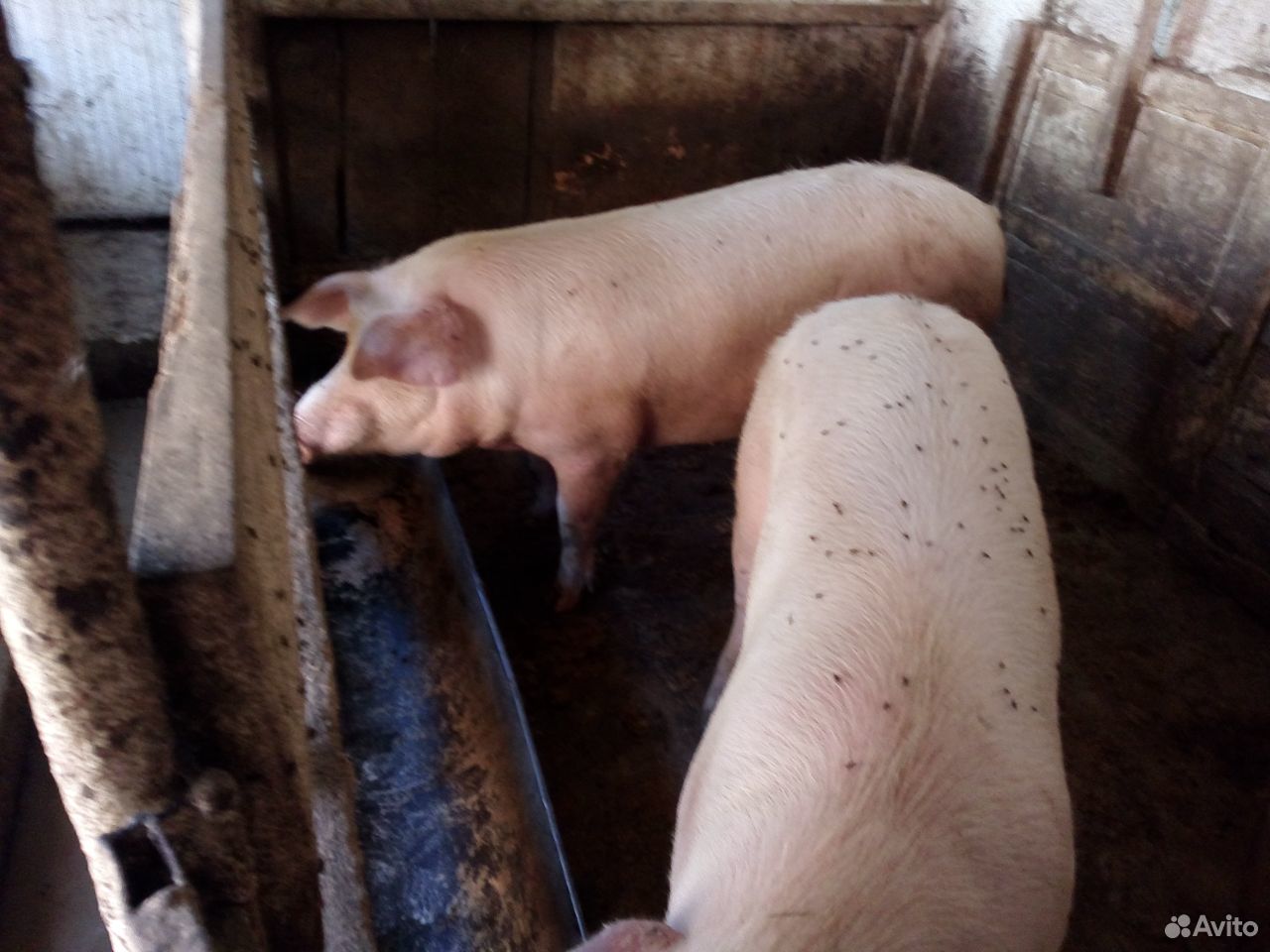 Свиньи большая-белая+ ландрас