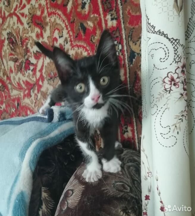 Котенок мальчик Маркиз