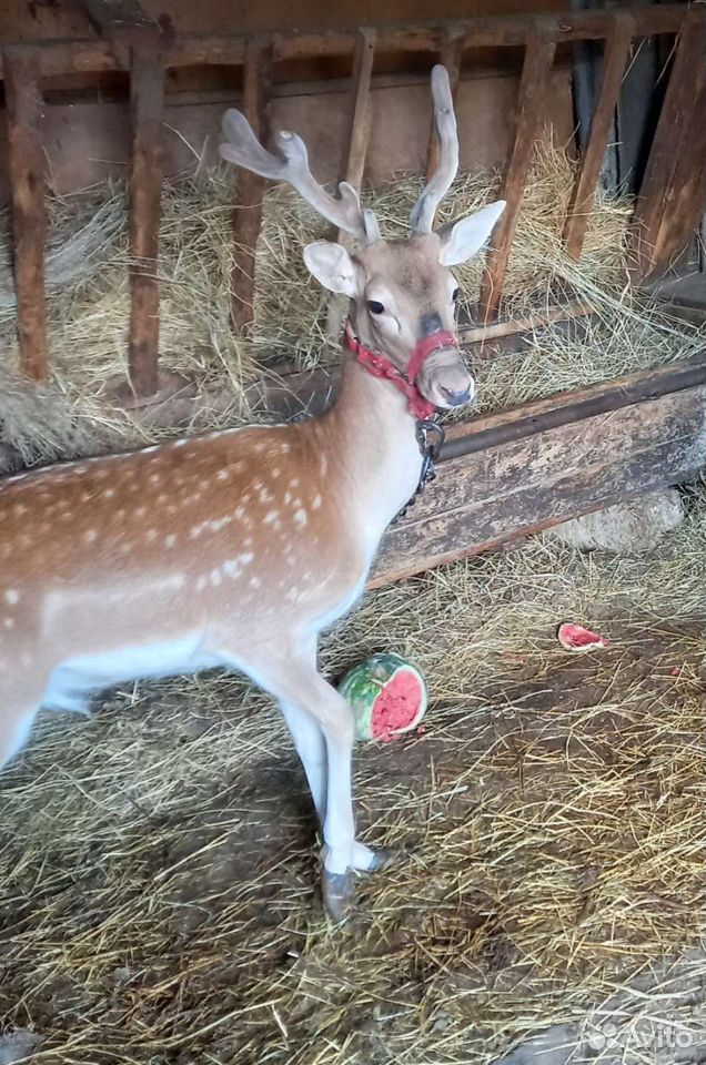 Лань европейская