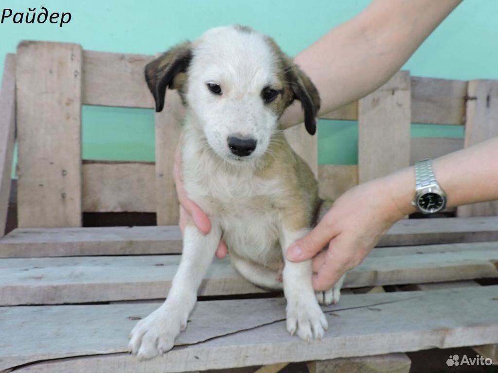 Щенки бордер-колли (mix)