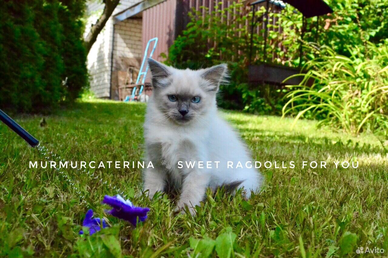 Девочка Рэгдолл