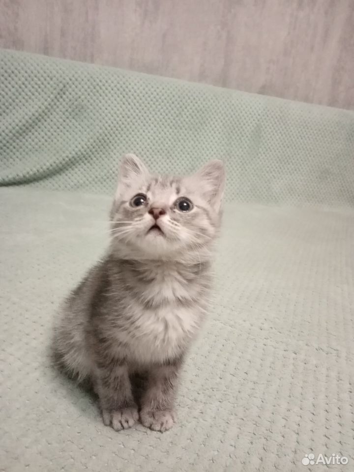 Пушистое чудо