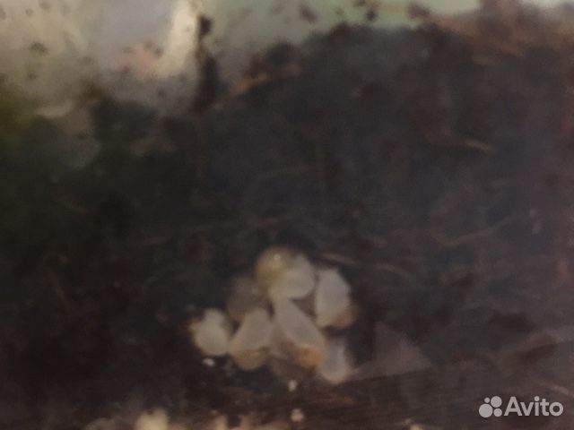 Улитки ахатины