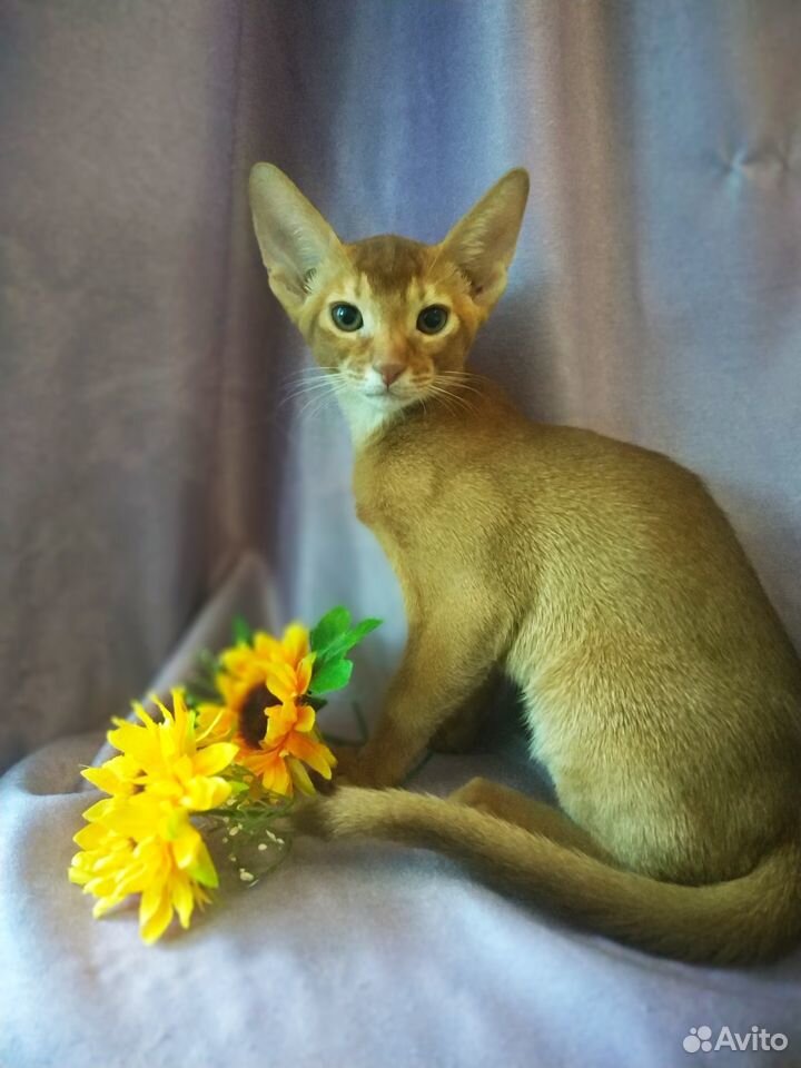 Котик с документами WCF