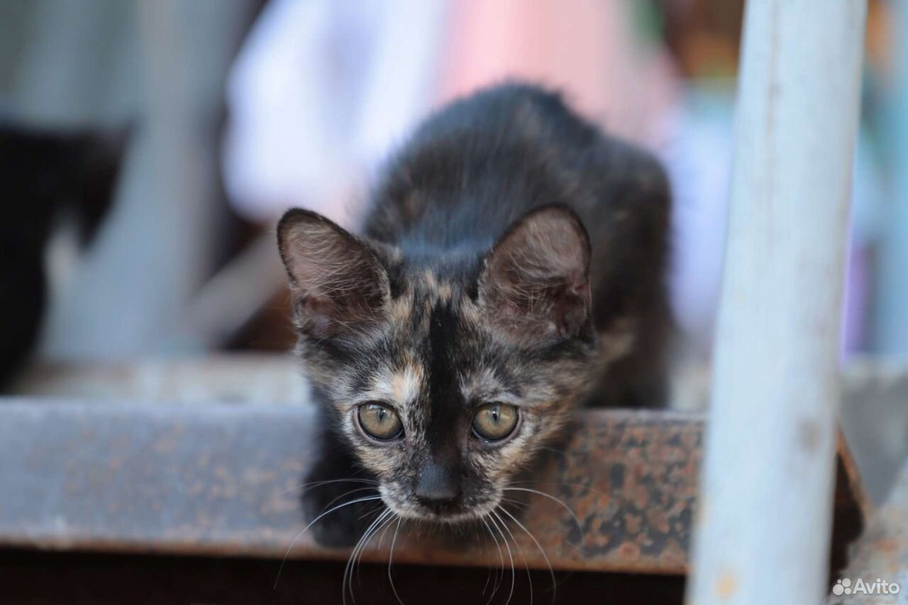 2-х месячный котенок ищет доброе сердце