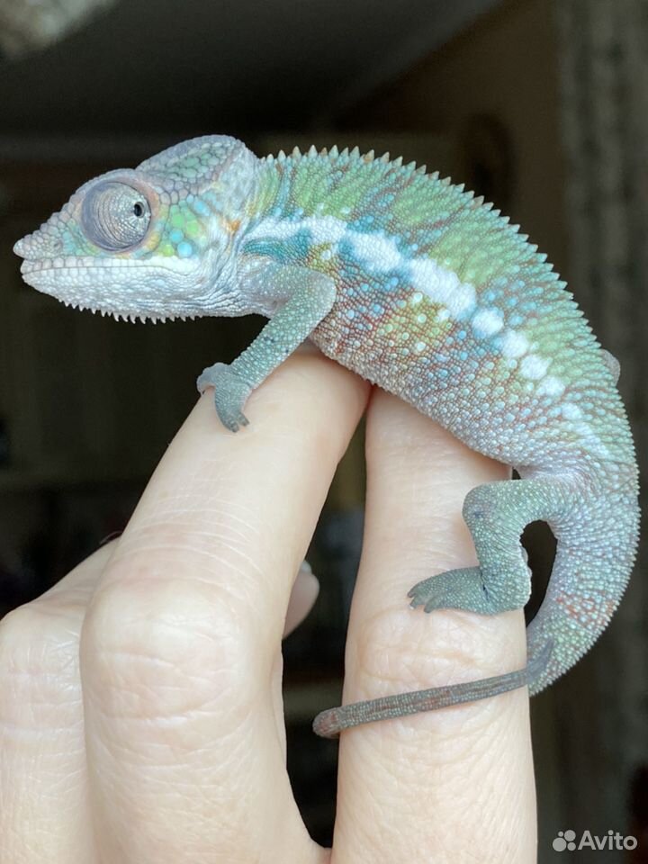 Пантеровый хамелеон