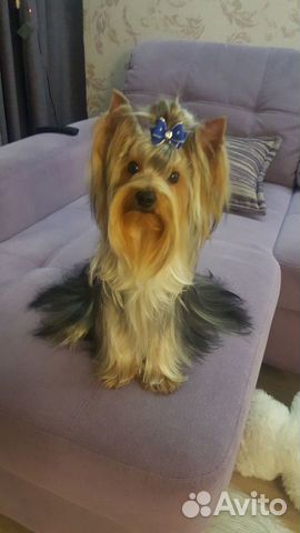 Ищем невесту