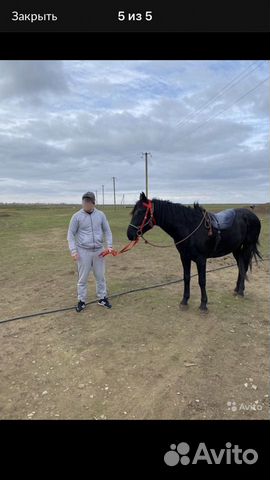 Лошадь